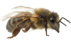 Bee Wings - Buzzing About Bees