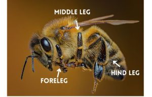 Anatomy and Function of Honey Bee Legs - Buzzing About Bees